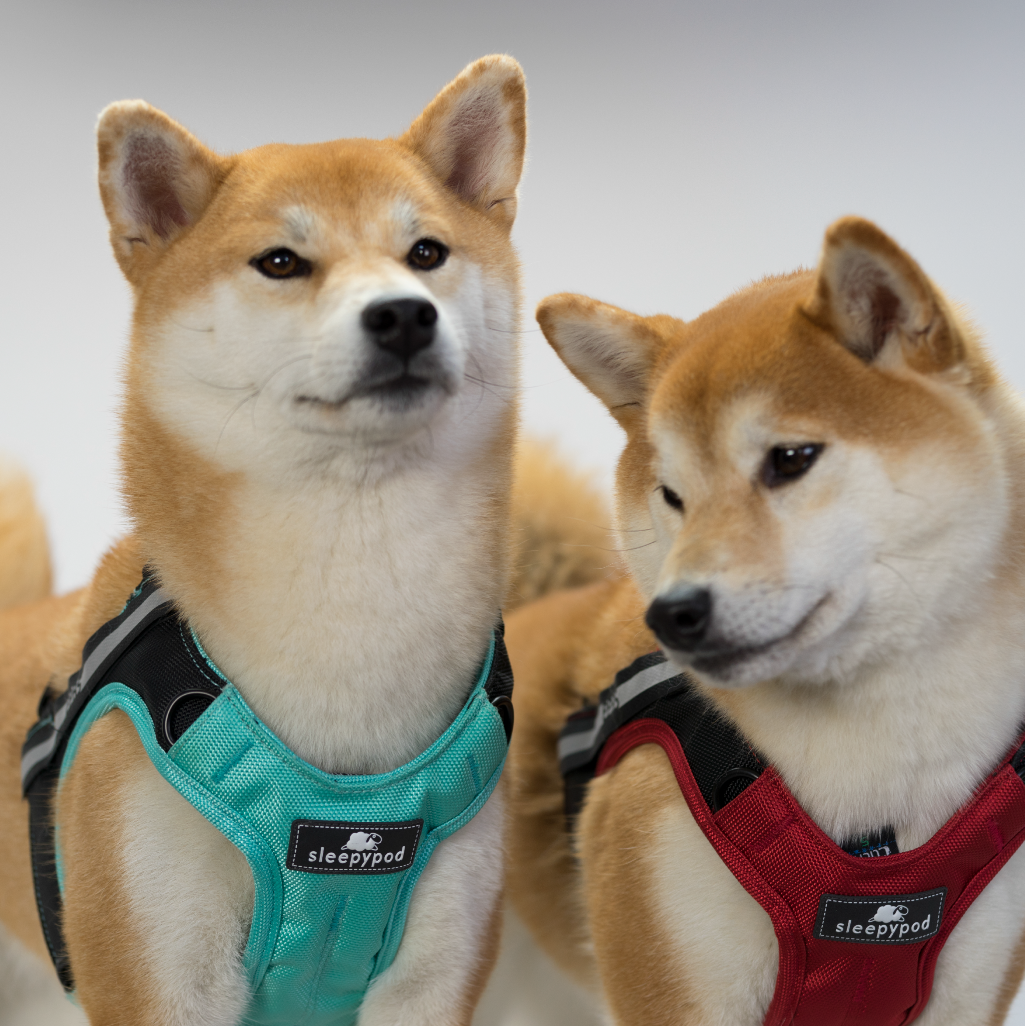 Car Harnesses for Dogs – Sleepypod