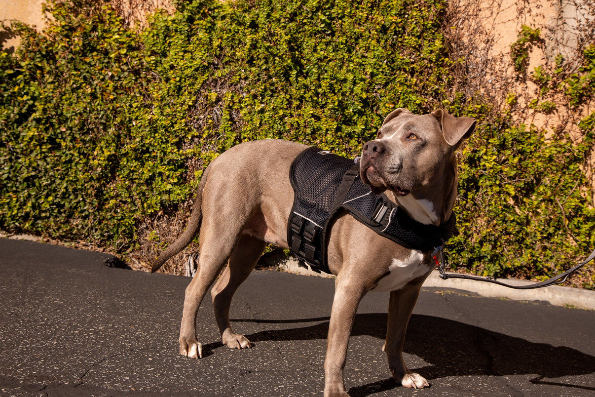 Martingale Calming Harness for dogs – Sleepypod