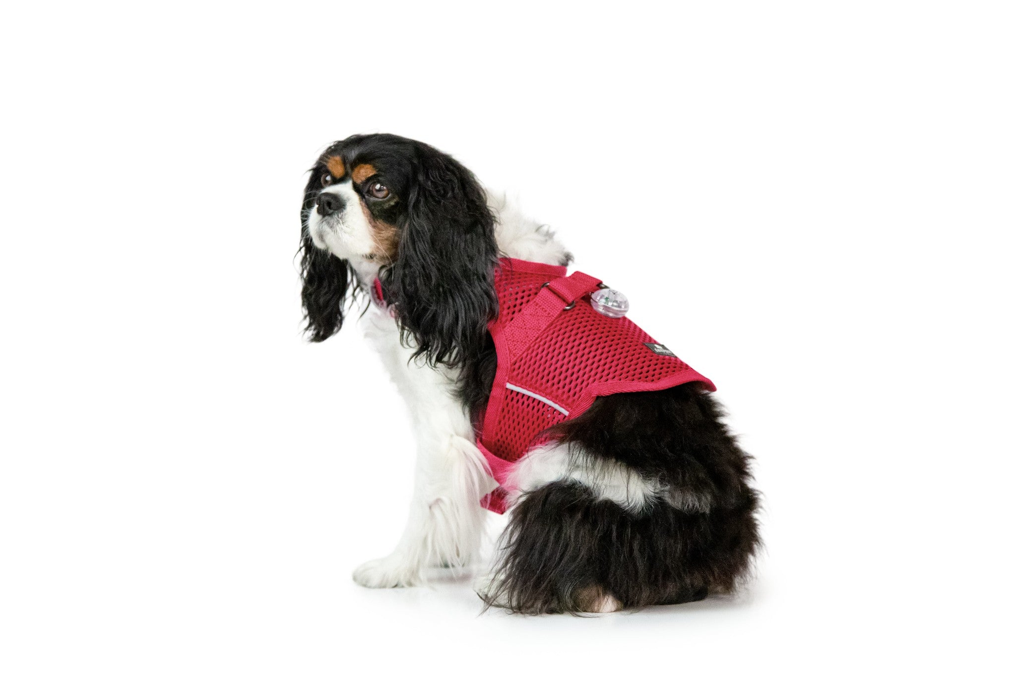 Martingale Calming Harness for dogs – Sleepypod