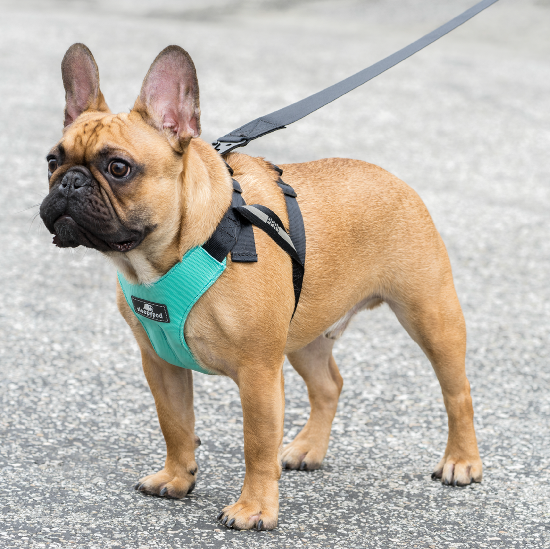 Clickit Sport Plus - Certified Dog Safety Car Harness – Sleepypod