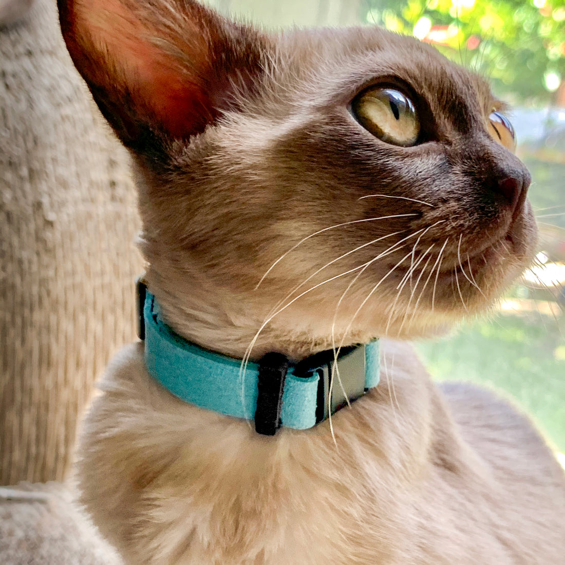 Comfort Suede Breakaway Collar for Cats – Sleepypod