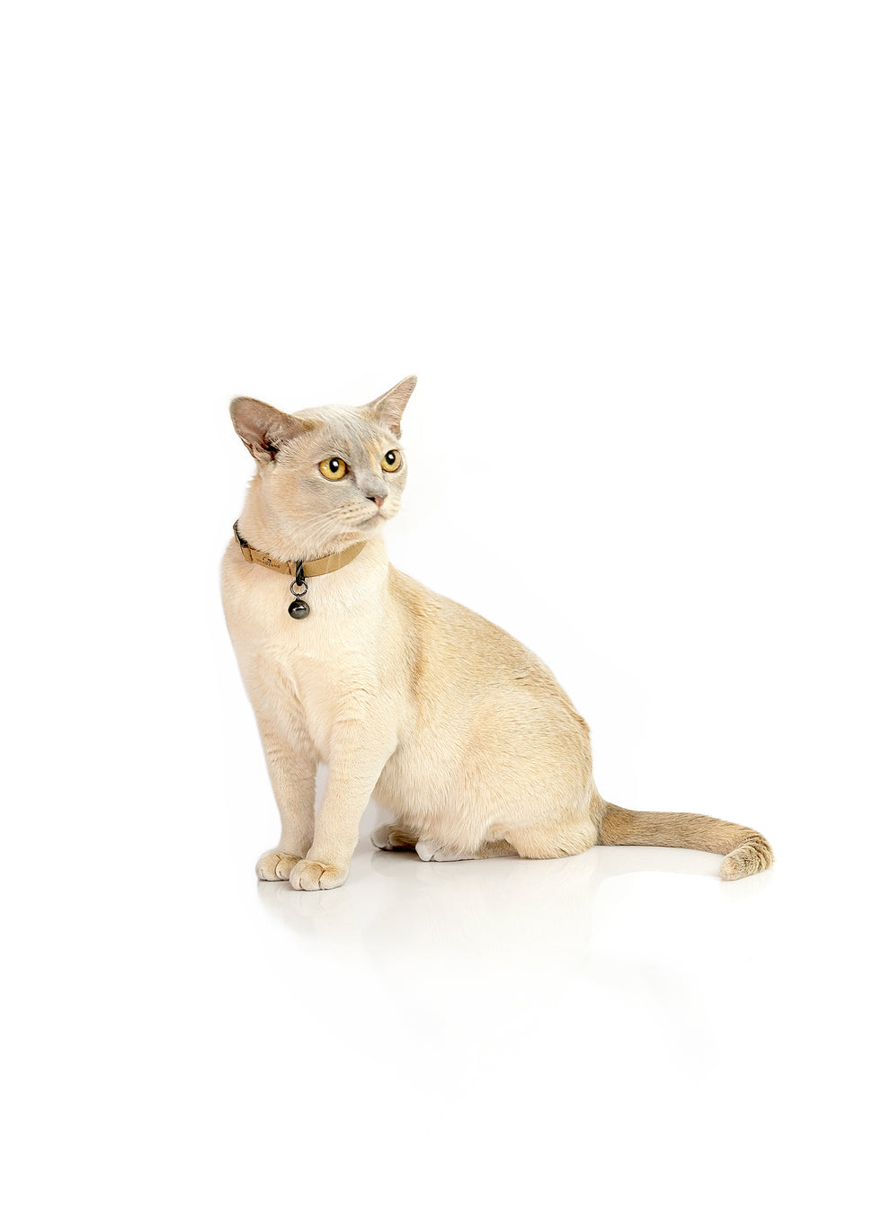 Comfort Suede Breakaway Collar for Cats – Sleepypod