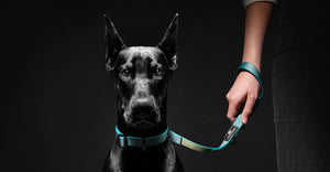 Clickit Sport Plus - Certified Dog Safety Car Harness – Sleepypod